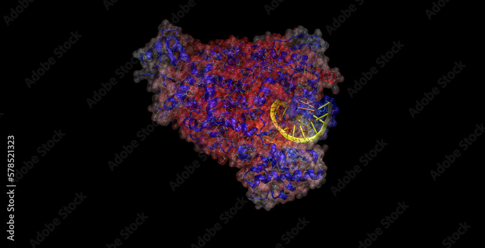 SARS-CoV- / Covid-10 RNA-dependent RNA polymerase with RNA 3D molecule 4K Stock Illustration ...