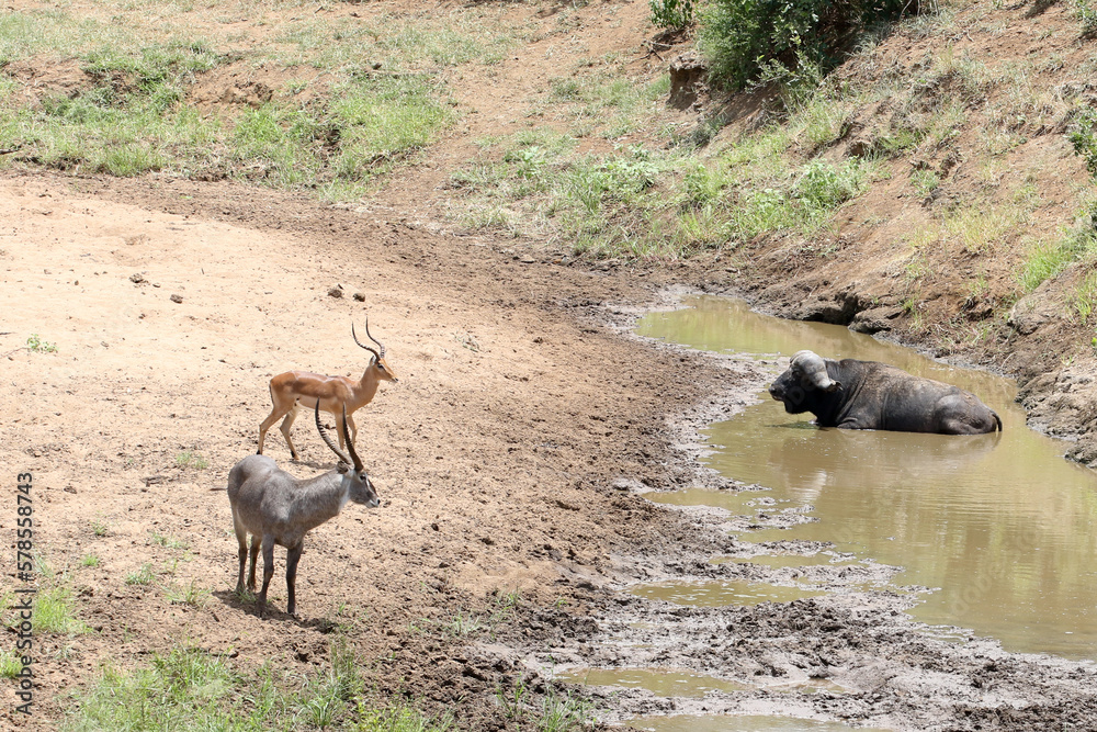 Buffalo dagga boy wallowing while an impala and a waterbuck walk ...