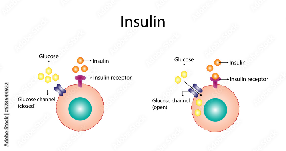 Insulin mechanism of action, regulates glucose metabolism and glucose ... Insulin mechanism of action, regulates glucose metabolism and glucose ...