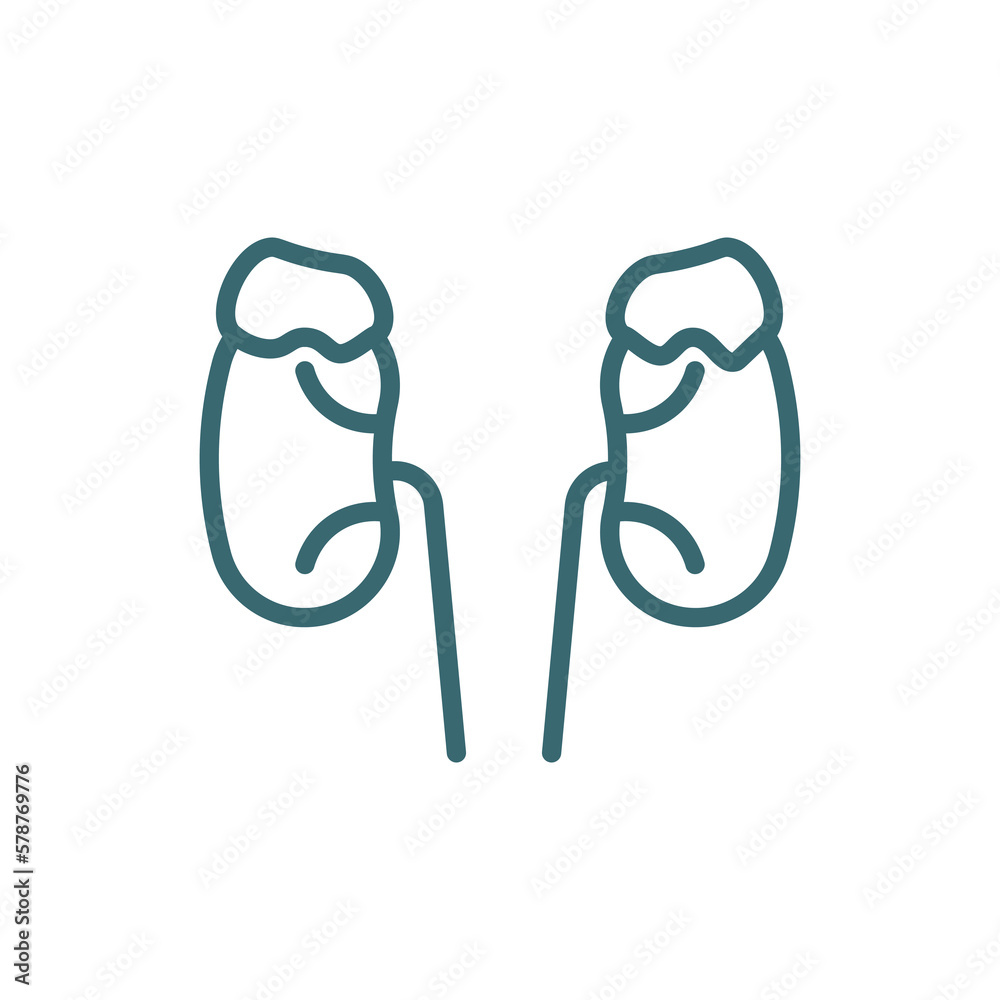 adrenal gland icon. Thin line adrenal gland icon from medical and ...