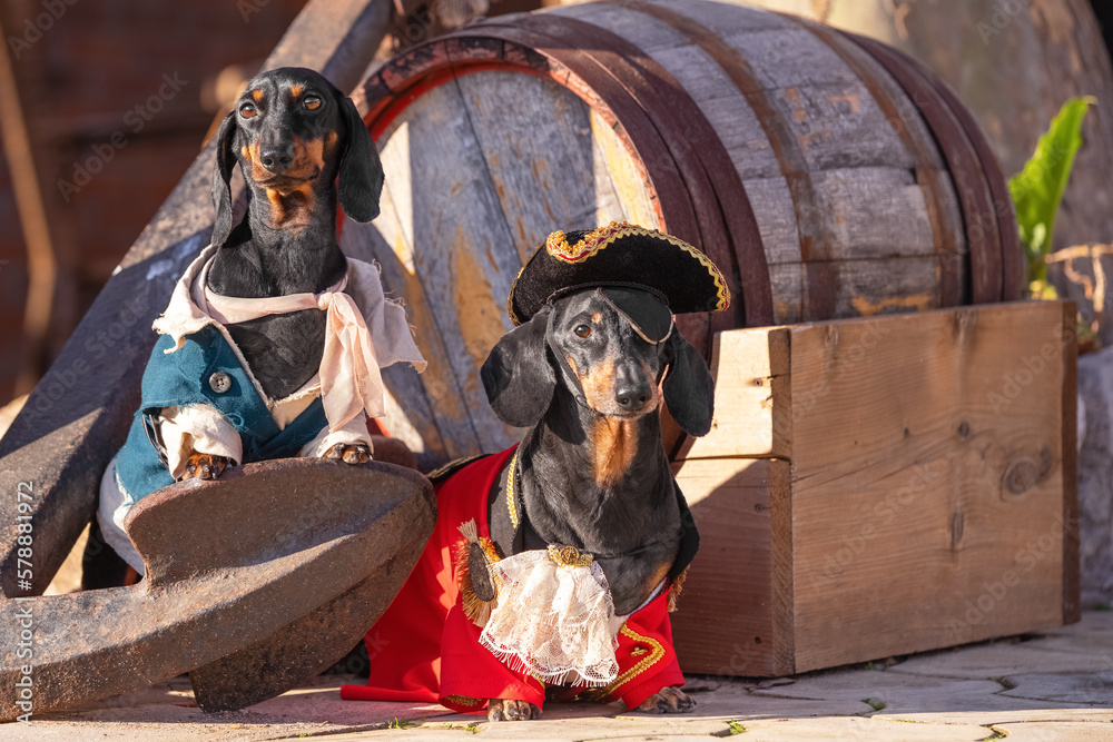 Foto Costumed pirate party animated celebration. Two dachshund dogs in ...