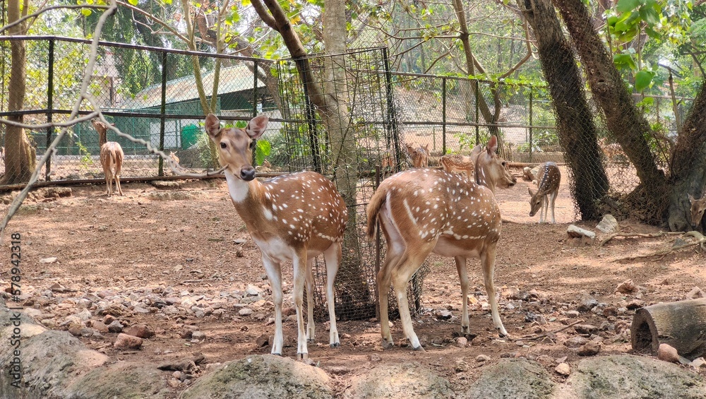 The herd of Indian female chital or cheetal is also known as the ...