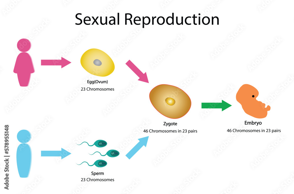 illustration of biology, Sexual Reproduction, mitosis, fertilization ...