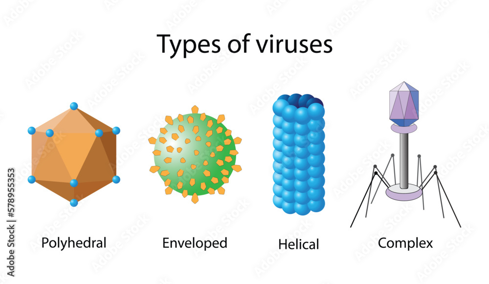 illustration of biology, Types of viruses, Types of viruses refers to ...