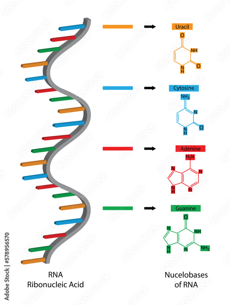 illustration of biology, Ribonucleic acid is a molecule that is ...