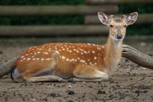 Vietnamese Sika Deer Free Stock Photo - Public Domain Pictures