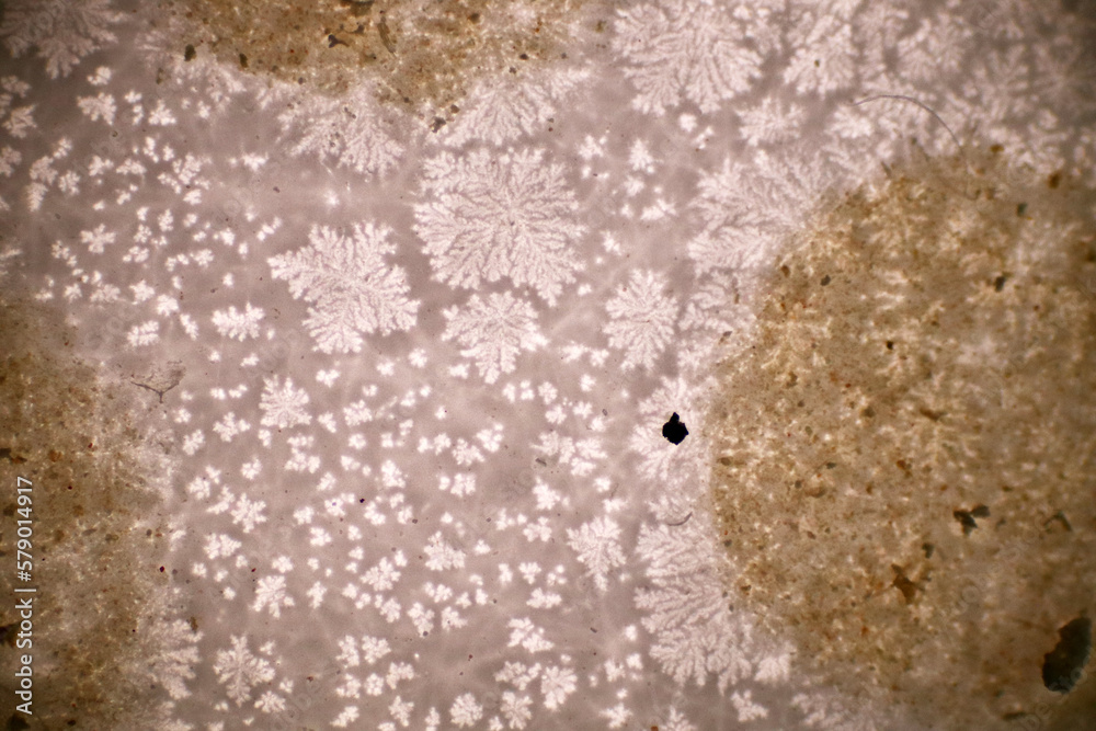 Analysis morphology of microplastic waste contaminated in soil and ...