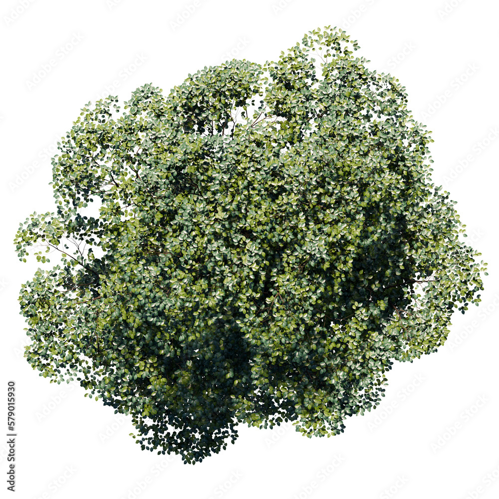 tree top view isolated on white png Stock Illustration | Adobe Stock