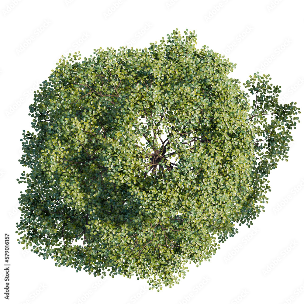 tree top view isolated on white png Stock Illustration | Adobe Stock