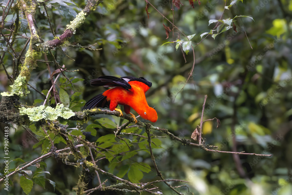 Male Andean cock-of-the-rock (Rupicola peruviana) with open wings, Manu ...