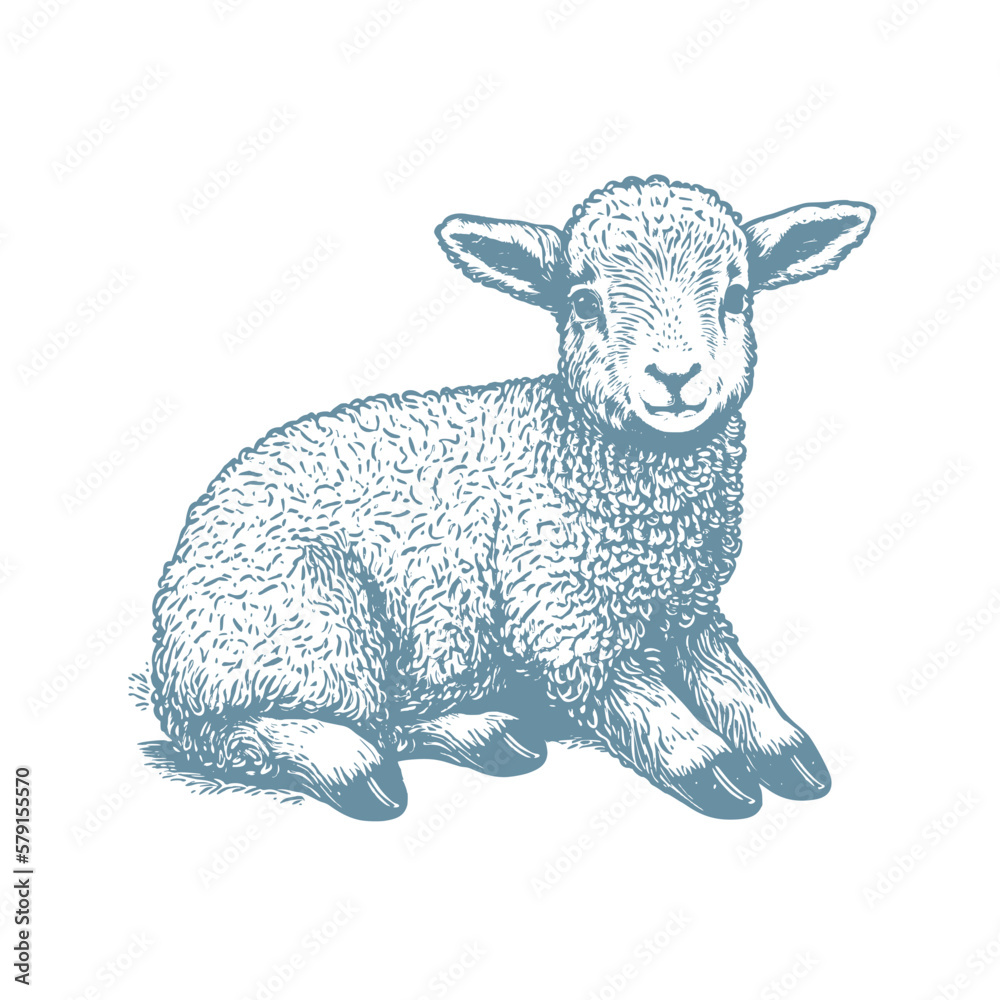 Hand drawn lamb illustration. Vintage woodcut engraving style vector ...
