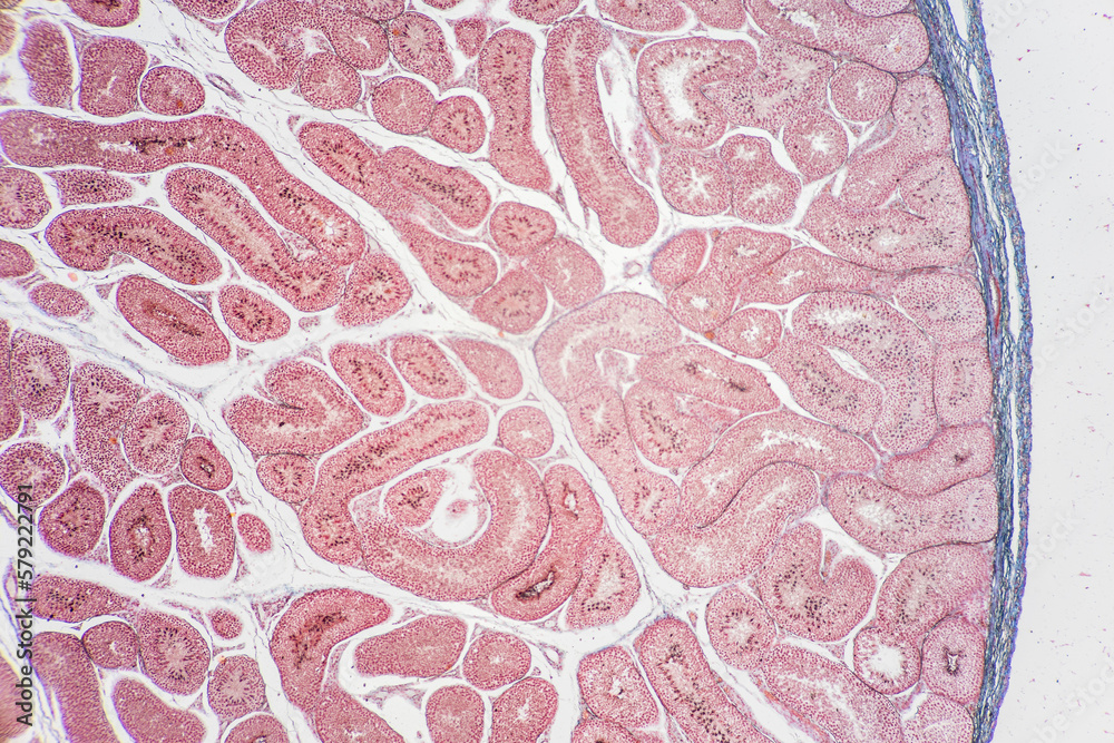 Anatomy and Histological Uterine tube, Uterus, Vagina, Ovary and Testis ...