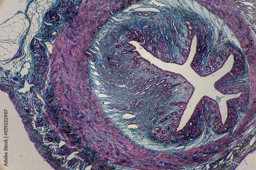 Anatomy and Histological Uterine tube, Uterus, Vagina, Ovary and Testis ...