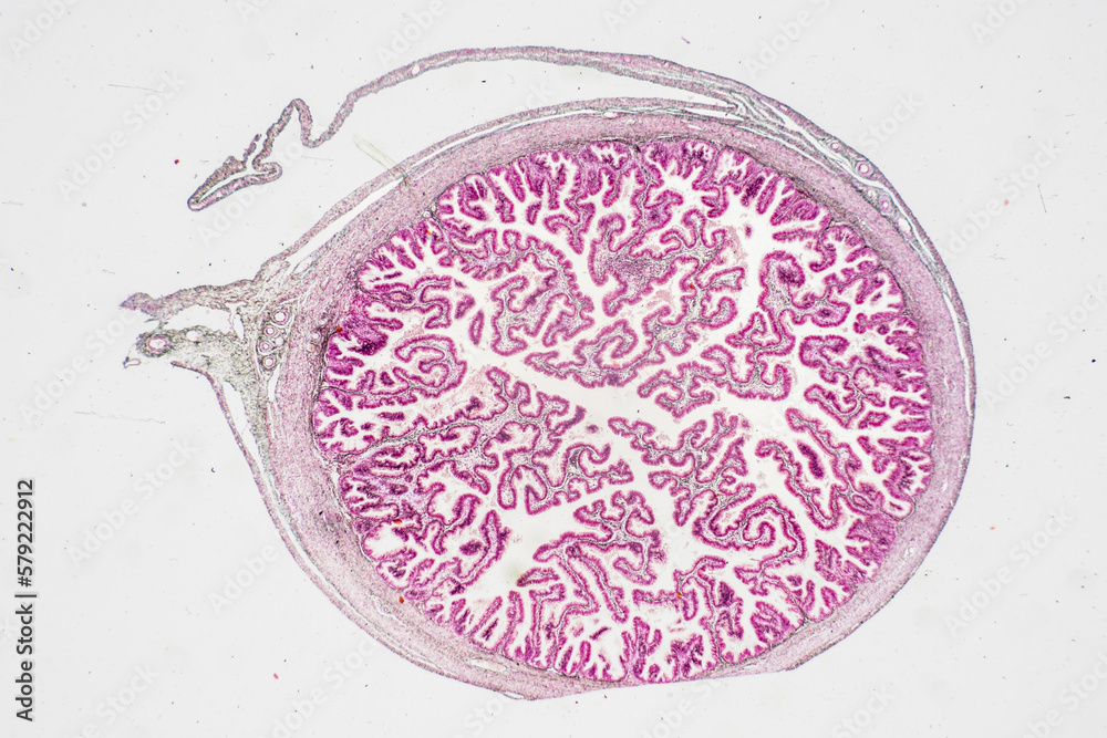 Anatomy and Histological Uterine tube, Uterus, Vagina, Ovary and Testis ...