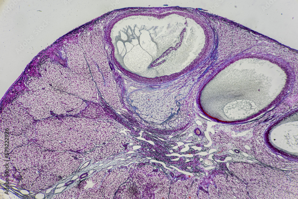 Anatomy and Histological Uterine tube, Uterus, Vagina, Ovary and Testis ...
