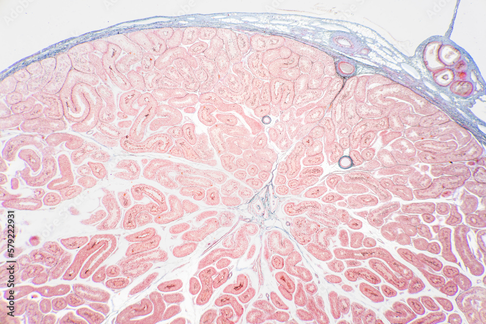 Anatomy and Histological Uterine tube, Uterus, Vagina, Ovary and Testis ...