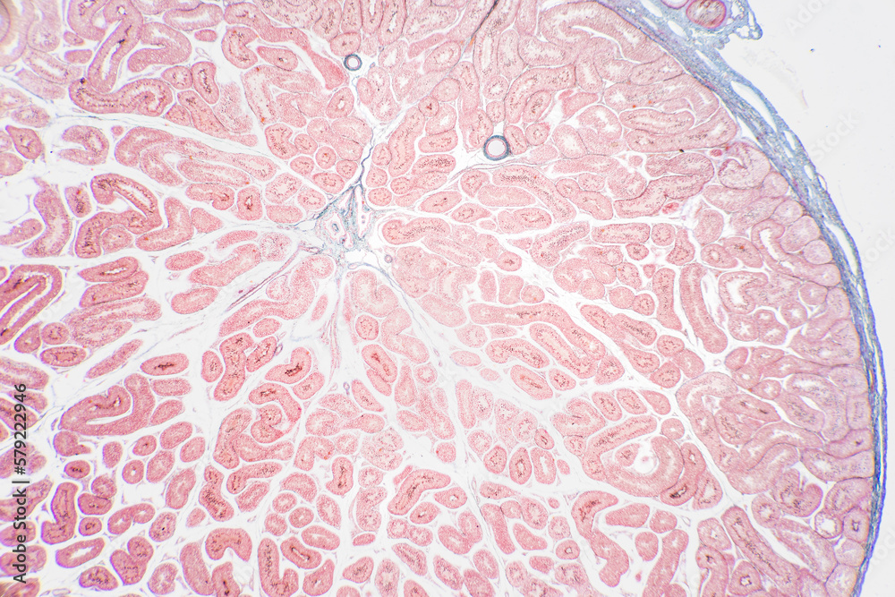 Anatomy and Histological Uterine tube, Uterus, Vagina, Ovary and Testis ...