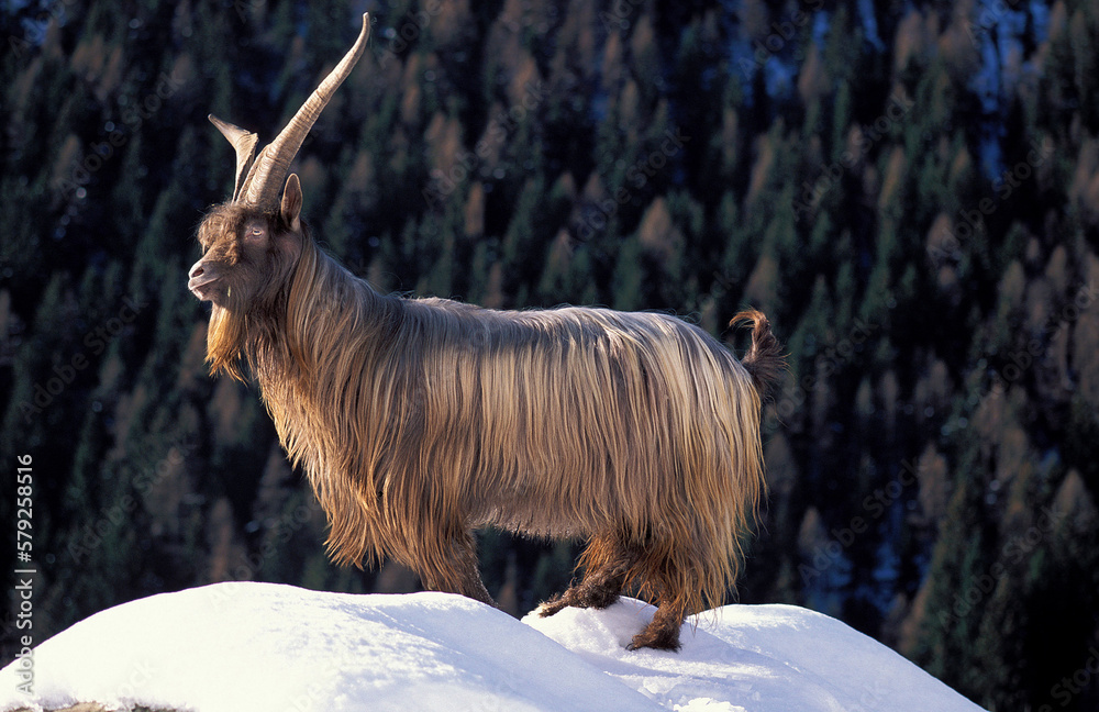 Capra orobica, Orobic goat Val Gerola Stock Photo | Adobe Stock