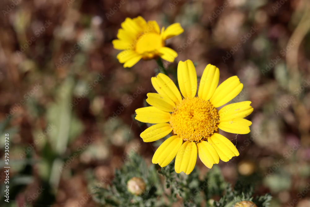 Wild flowers close up photo. Spring flowers of Israel. Beautiful sunny ...