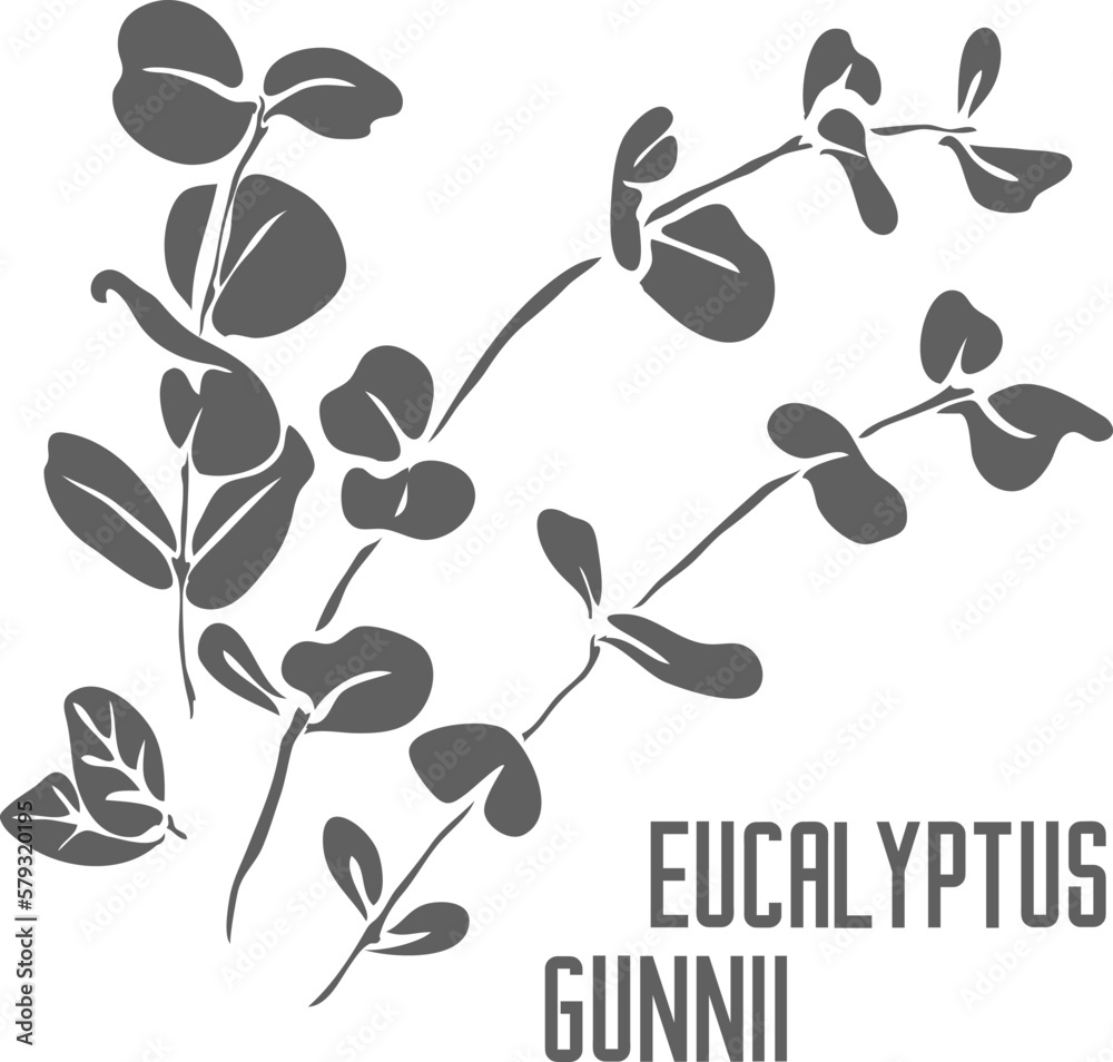 Vetor Eucalyptus gunnii stems vector silhouette. Eucalyptus tree ...