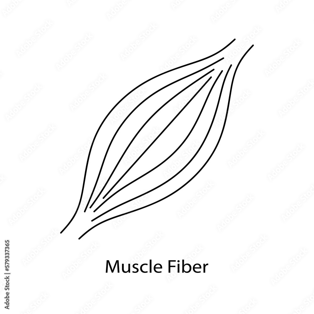 Muscle Fiber line icon. Outline Muscle symbol, Human Body Parts ...