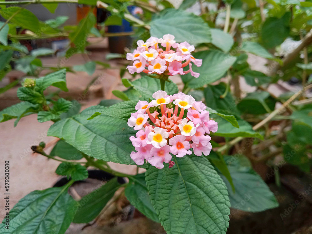 Lantana camara flowers (common lantana). Lantana camara or West Indian ...