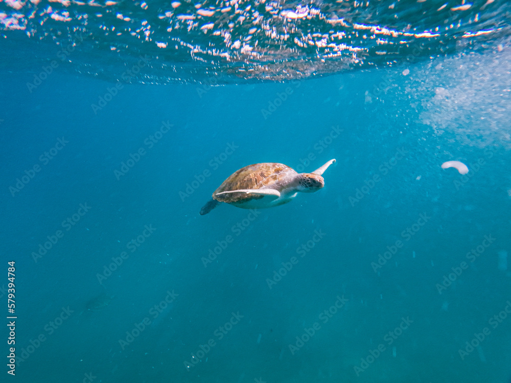 Sea turtles are marine reptiles that inhabit the world's oceans and can ...