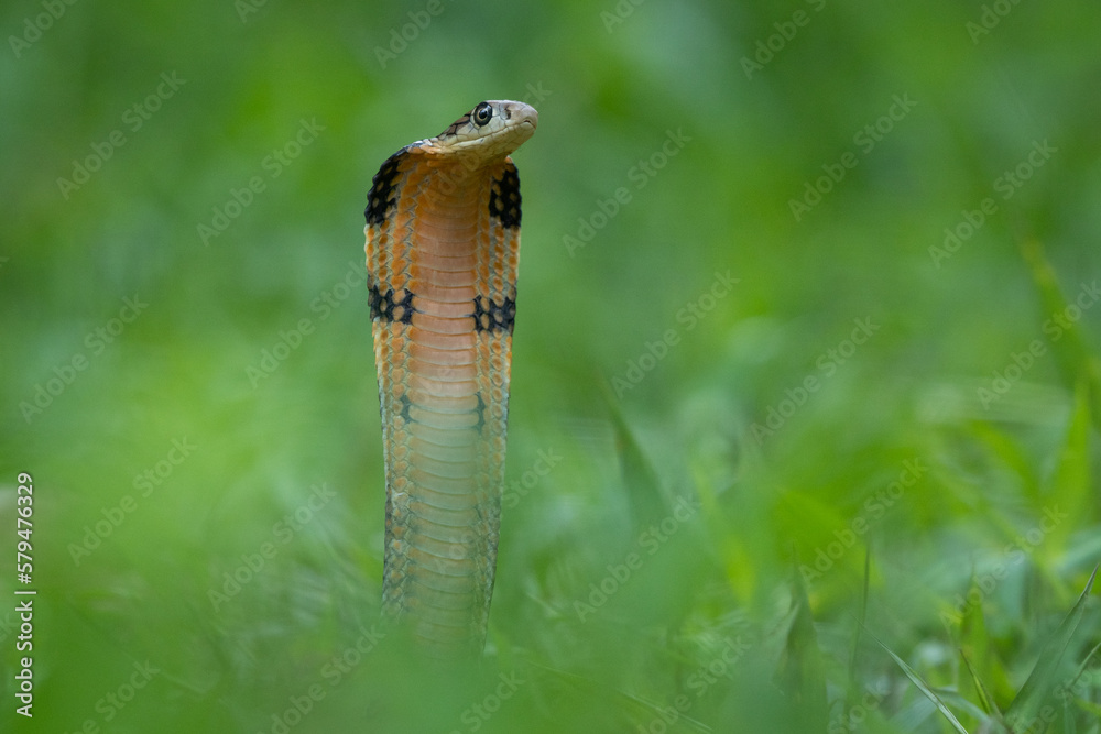 Portrait of an angry baby king cobra flaring its hood on a grass field ...