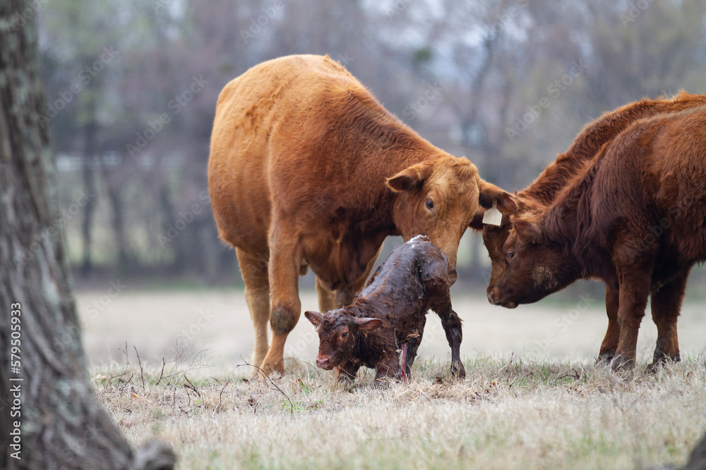 Cow and Calf Pair in spring calving season Stock Photo | Adobe Stock