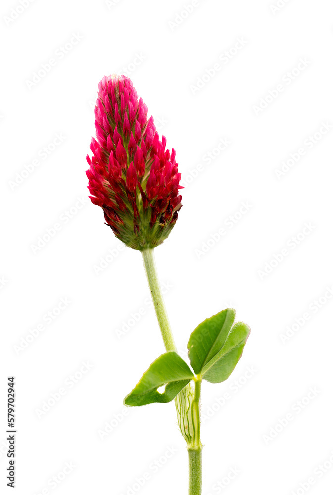 crimson or Italian clover (Trifolium incarnatum) inflorescence on white ...