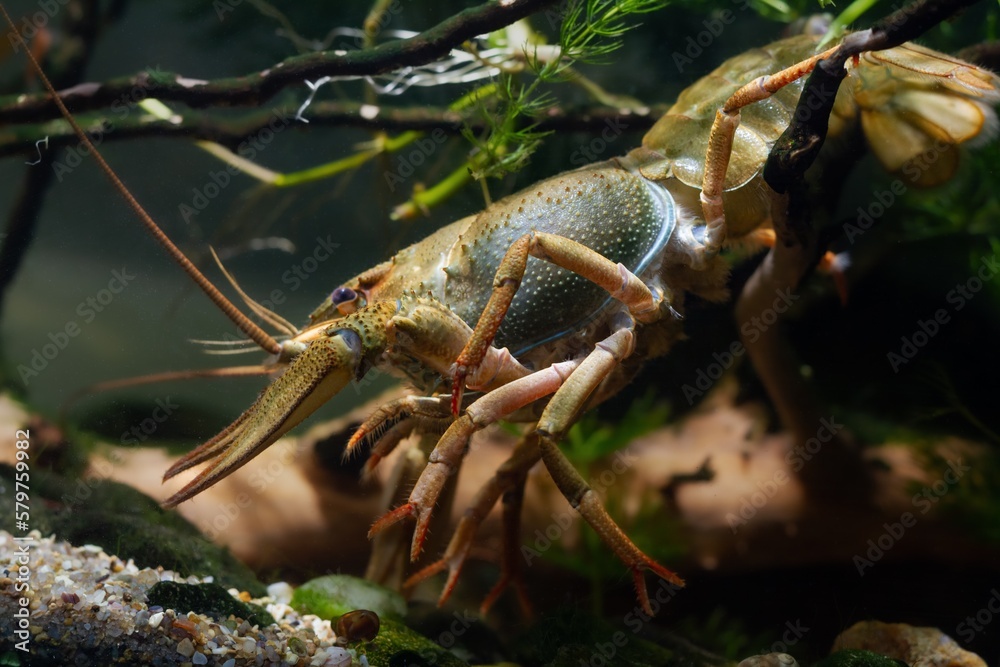 Danube crayfish female crawl gravel substrate in planted coldwater ...