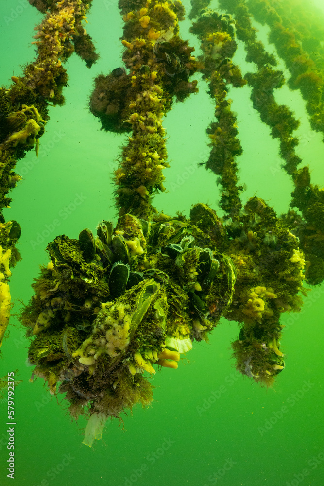 Foto stock di mussel farm underwater. shellfish grow on ropes suspended ...