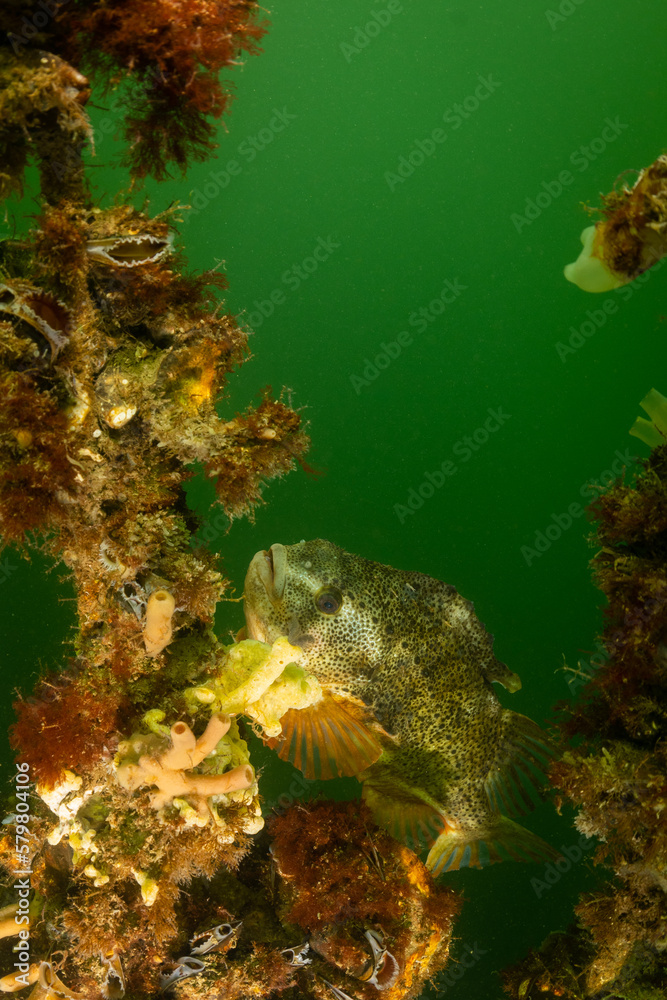 male lumpsucker fish with shellfish mussel farm in breeding mating ...