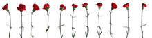 Single Red Carnation Free Stock Photo - Public Domain Pictures