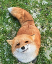Smiling Fox Free Stock Photo - Public Domain Pictures