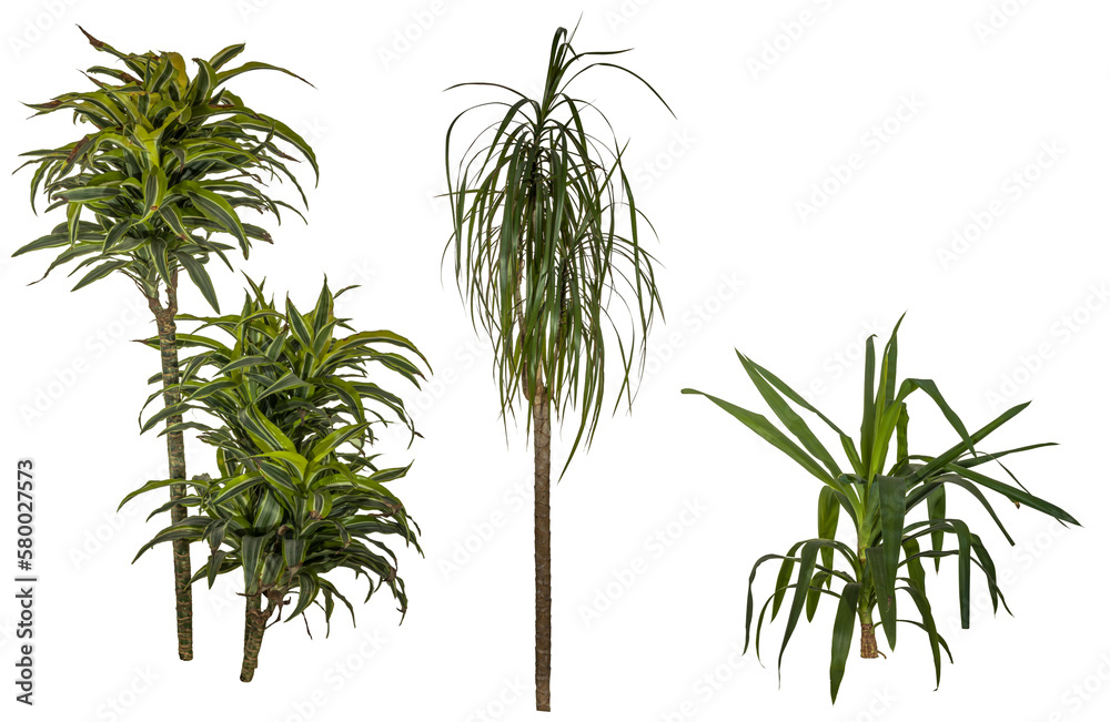 Selection of different palm trees on transparent background - png ...