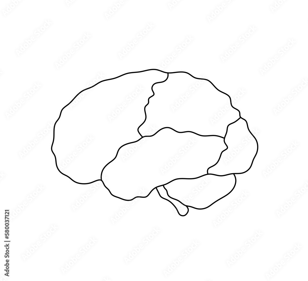 Vector isolated one single human brain divided into segments side view ...