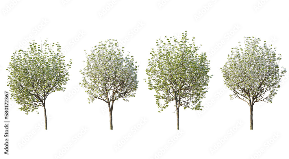 Pyrus calleryan trees Callery pear isolated png on a transparent ...
