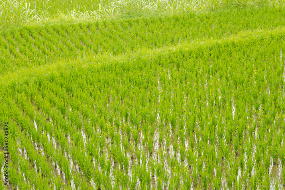 Rice terraces, Campuhan ridge walk, Bali, Indonesia, track on the hill ...
