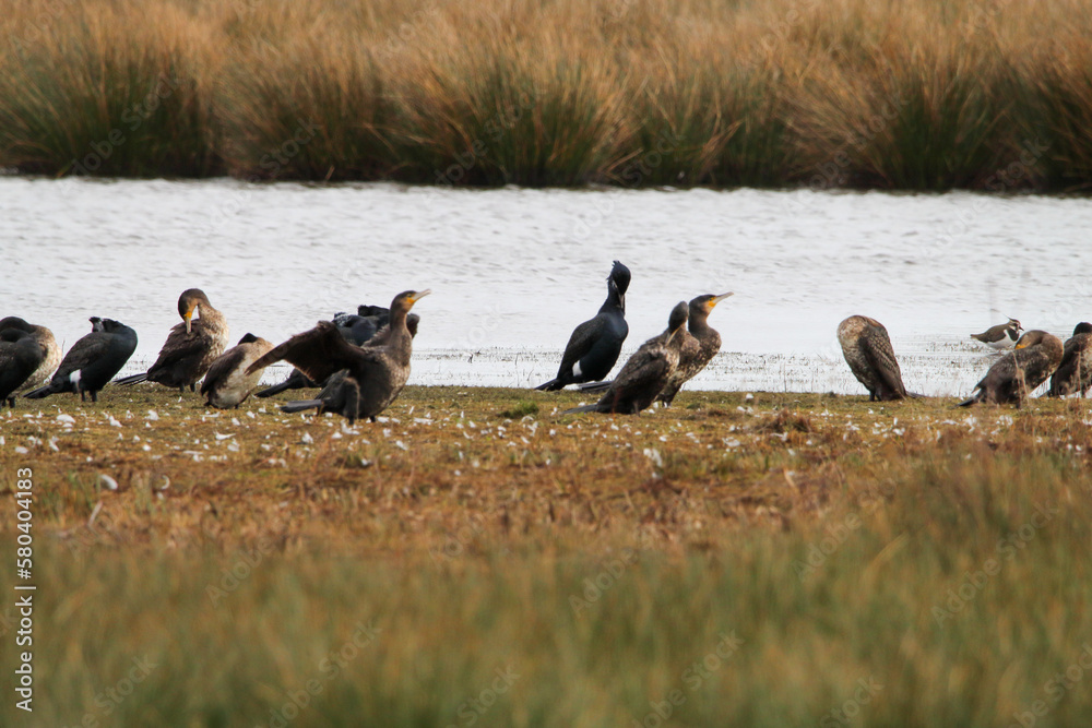 A stunning and rare photo of a large group of Cormorant Birds who have ...