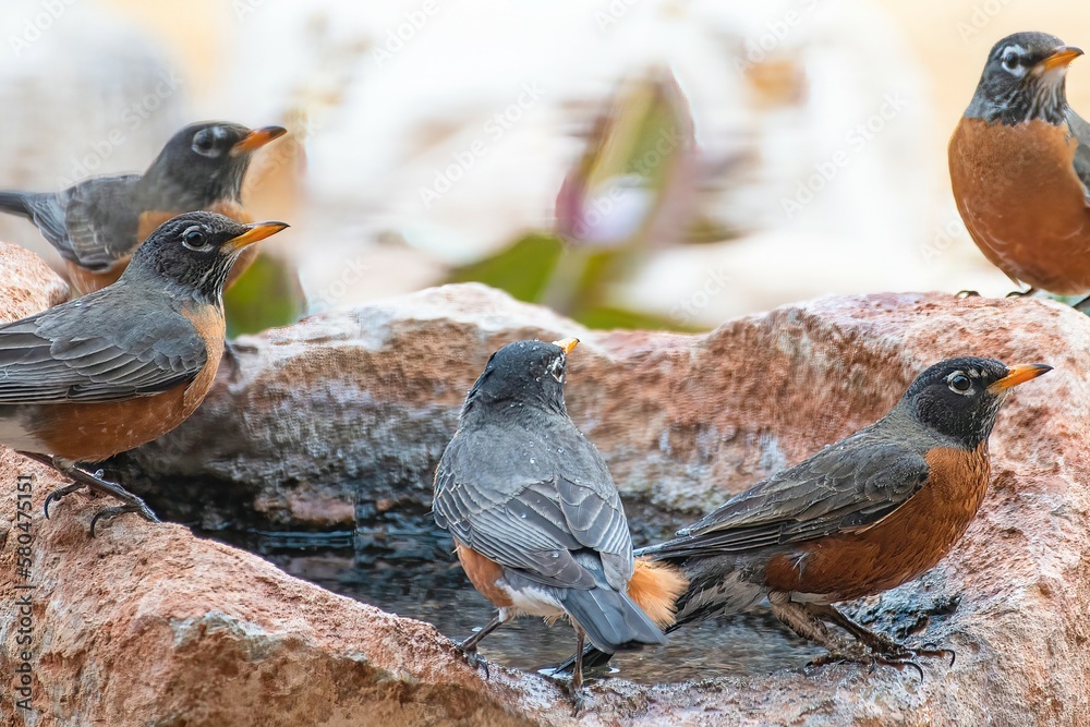 robins in a stone birdbath Stock Photo | Adobe Stock