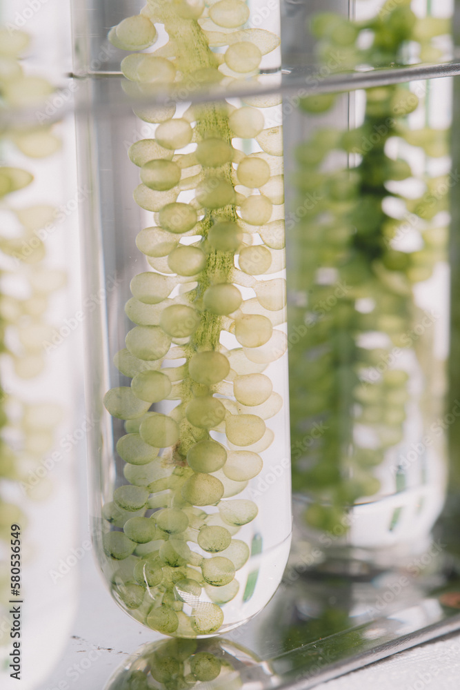 process production and experiment of fuel. Photobioreactor in ...