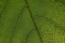 Leaf Pattern Free Stock Photo - Public Domain Pictures