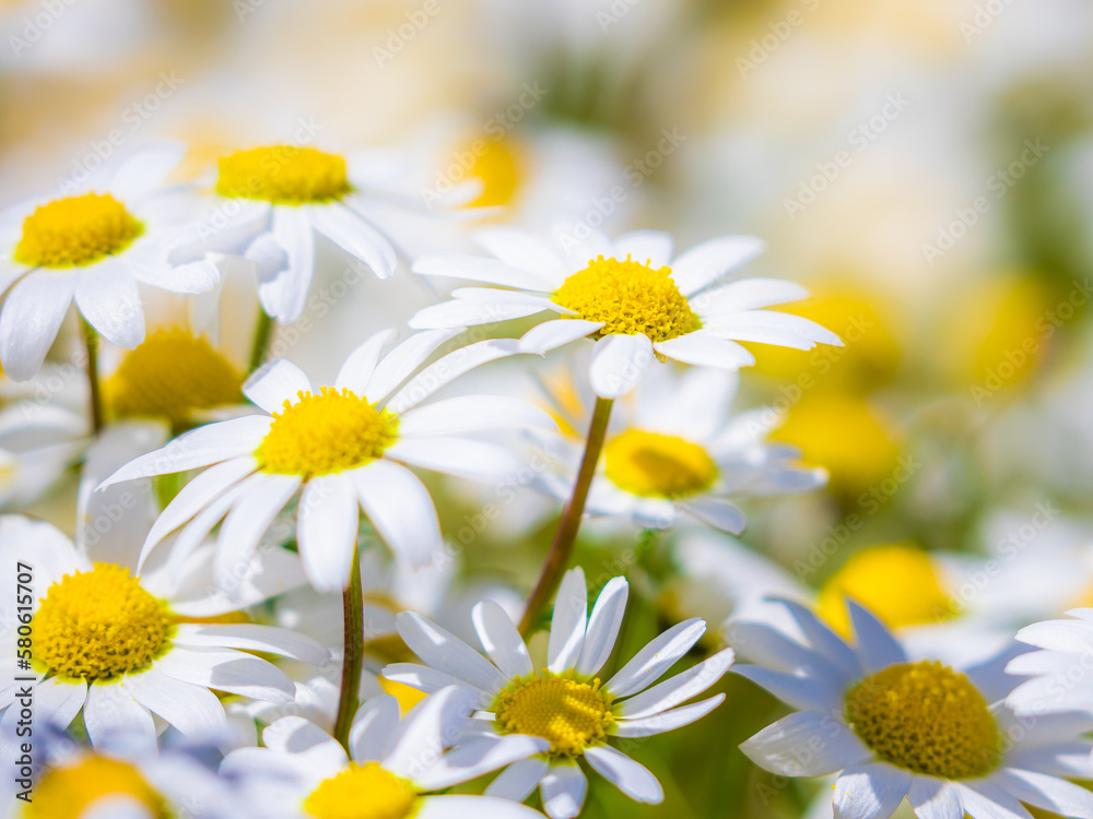 Spring background. Field of flowers in the springtime season. Daisy ...