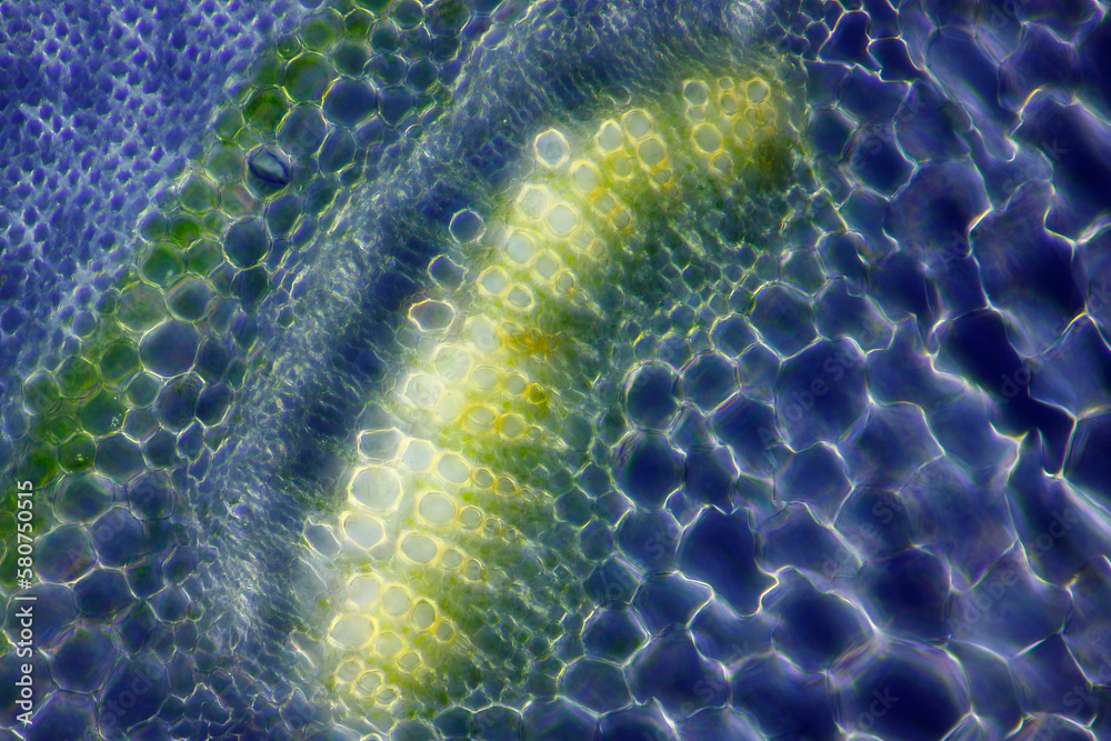 Microscopic view of Spurge (Euphorbia sp.) stem cross-section ...