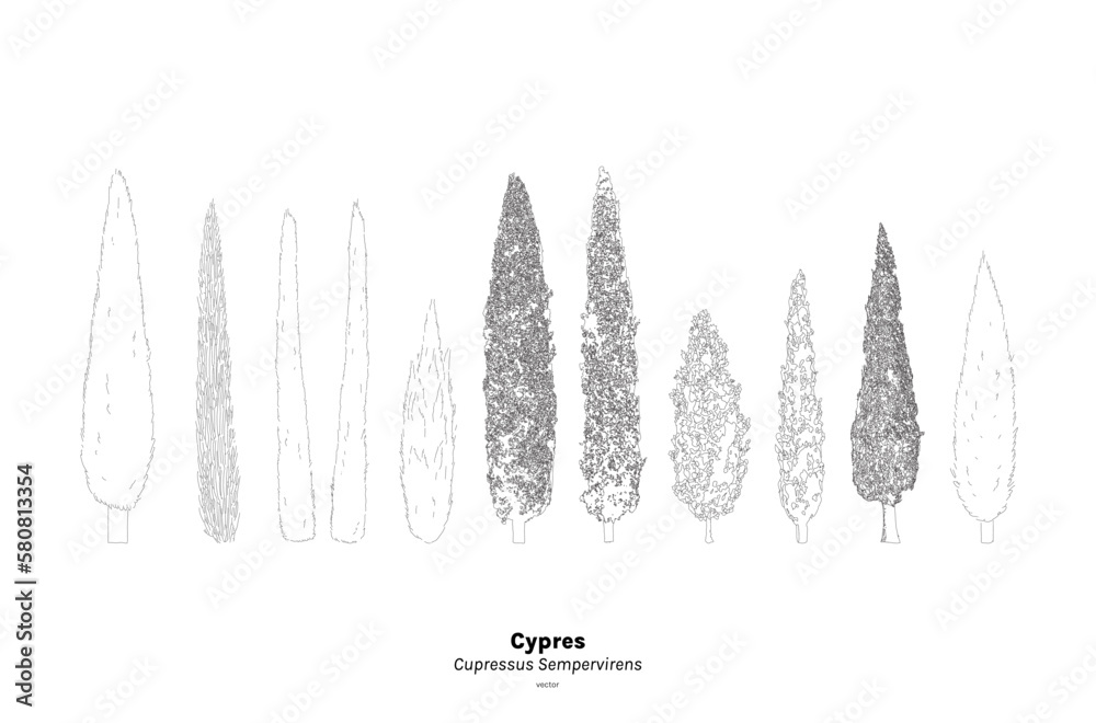 Pine Cypres tree line drawing, Minimal style, Side view, set of ...