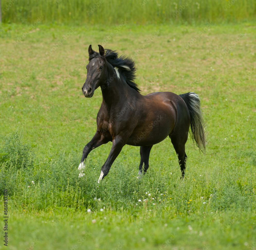 Foto tennessee walker horse running free in field of green grass lush ...