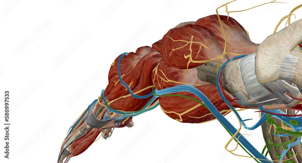 The cubital (anticubital) fossa is a triangular-shaped depression over ...