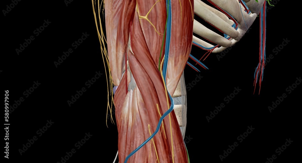 Illustration Stock The cubital (anticubital) fossa is a triangular ...