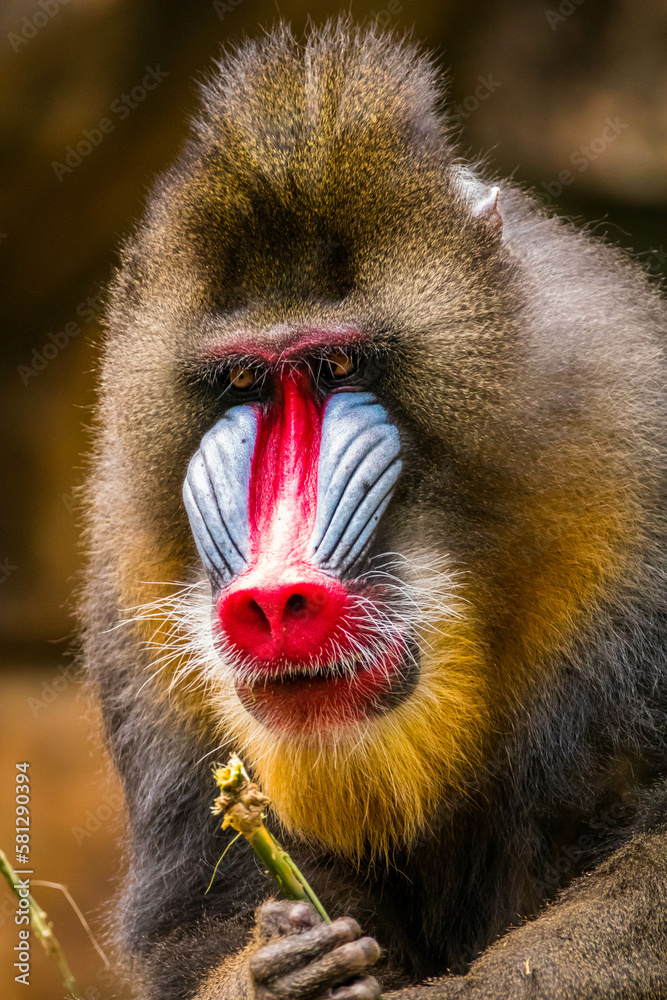 The mandrill (Mandrillus sphinx) are the wolrd's largest monkeys. They ...